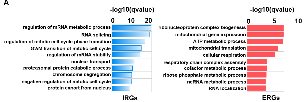 GitHub - xryanglab/RocA: Reanalysis of ribosome profiling datasets reveals a novel function of ...