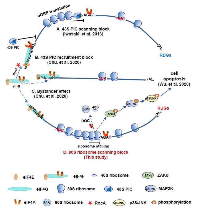 GitHub - xryanglab/RocA: Reanalysis of ribosome profiling datasets reveals a novel function of ...