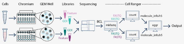 NGS-/Cell Ranger 使用教程.md at master · zechuanchen/NGS- · GitHub
