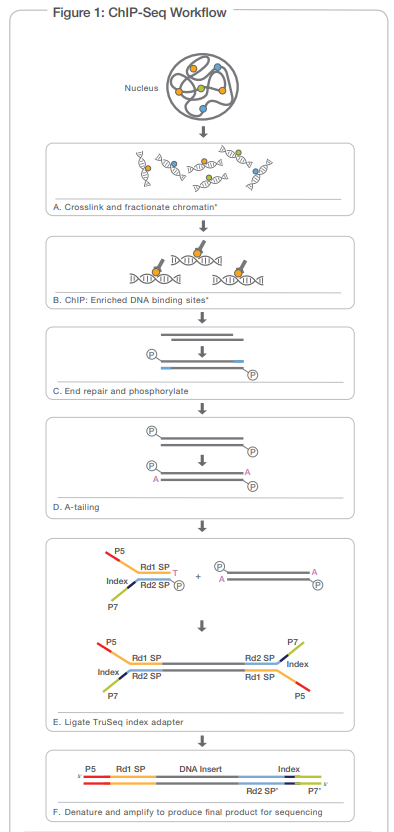 ChIPseq - 作业部落 Cmd Markdown 编辑阅读器